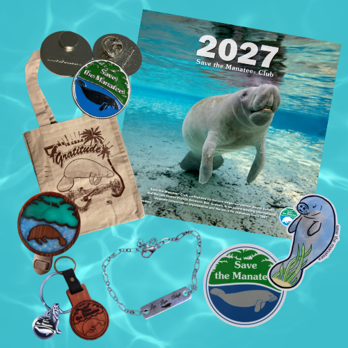 Save the Manatee Club Exclusive – The Manatee Store by Save the Manatee ...